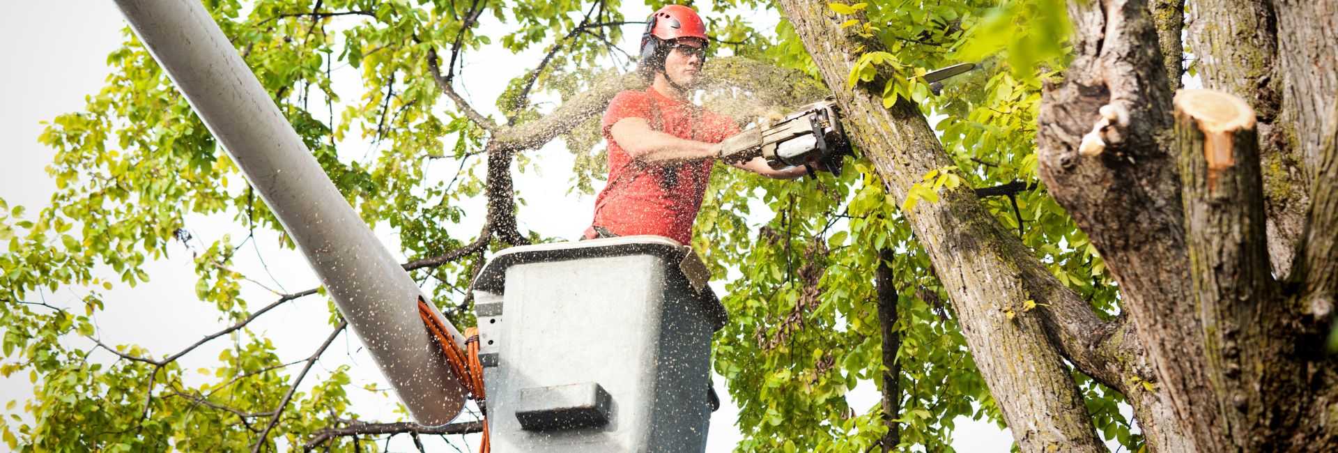Home - Tree Work Fort Wayne